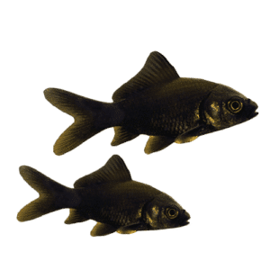 Aquariophilie | Naturama Haguenau