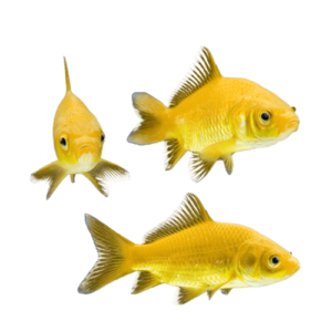 Aquariophilie | Naturama Haguenau
