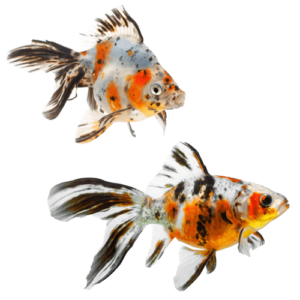 Aquariophilie | Naturama Haguenau